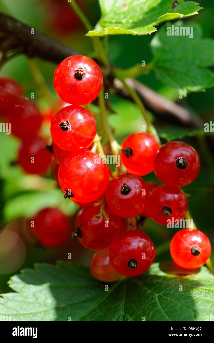Healthy fruit ribes rubrum plant hi-res stock photography and images ...
