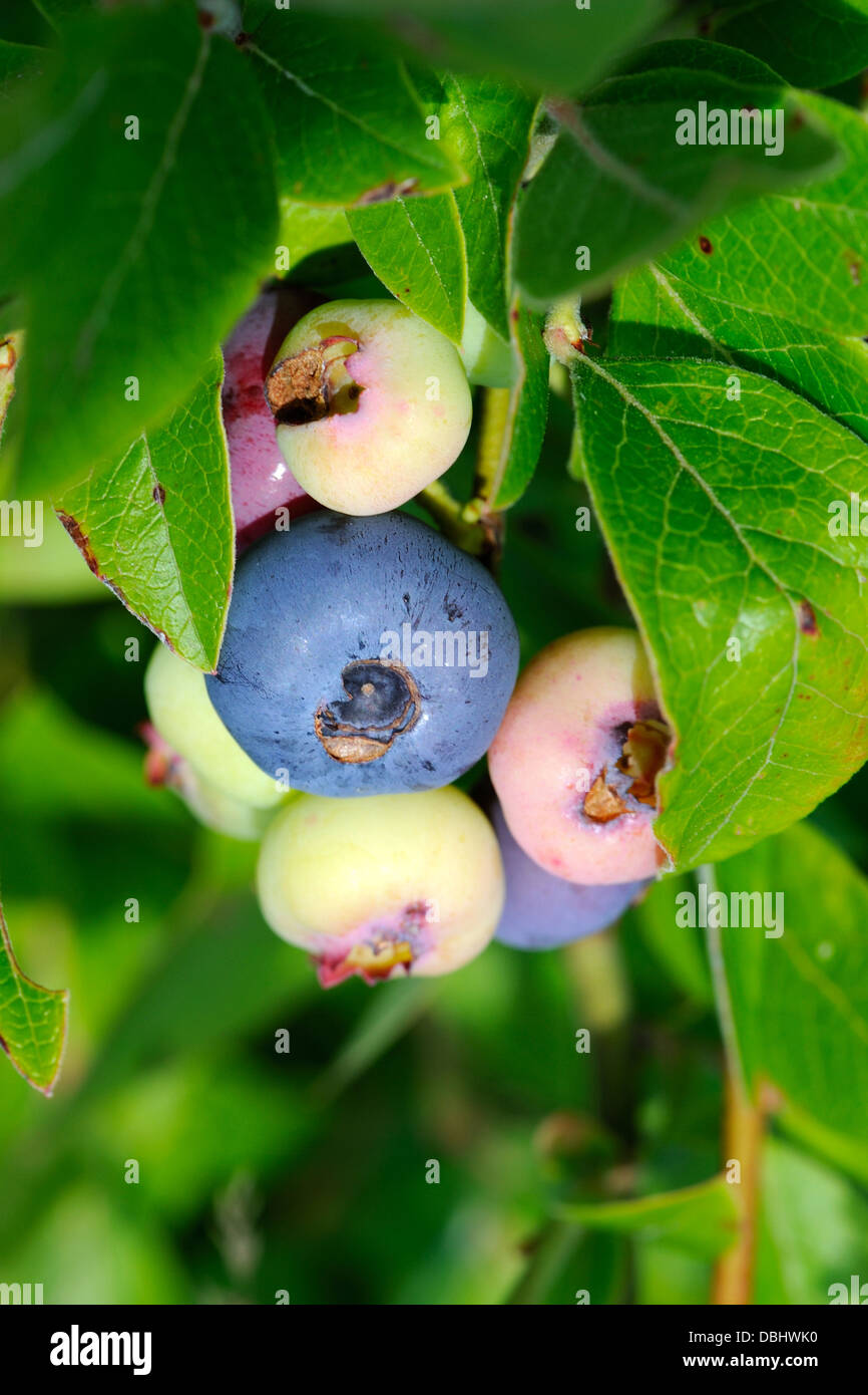 Blueberries are a widely planted small fruit, with the bushes providing ...