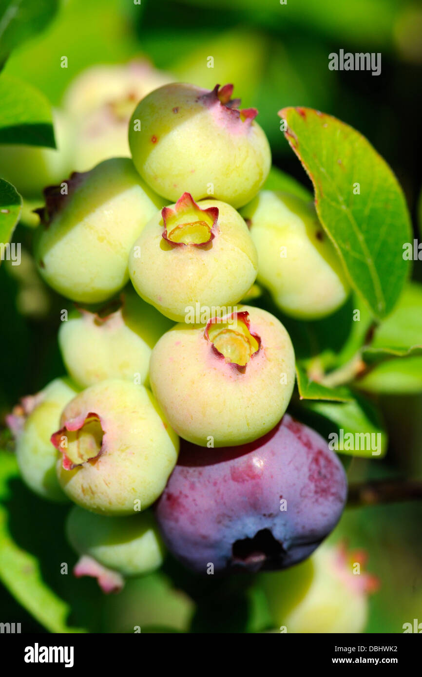 Blueberries are a widely planted small fruit, with the bushes providing ...