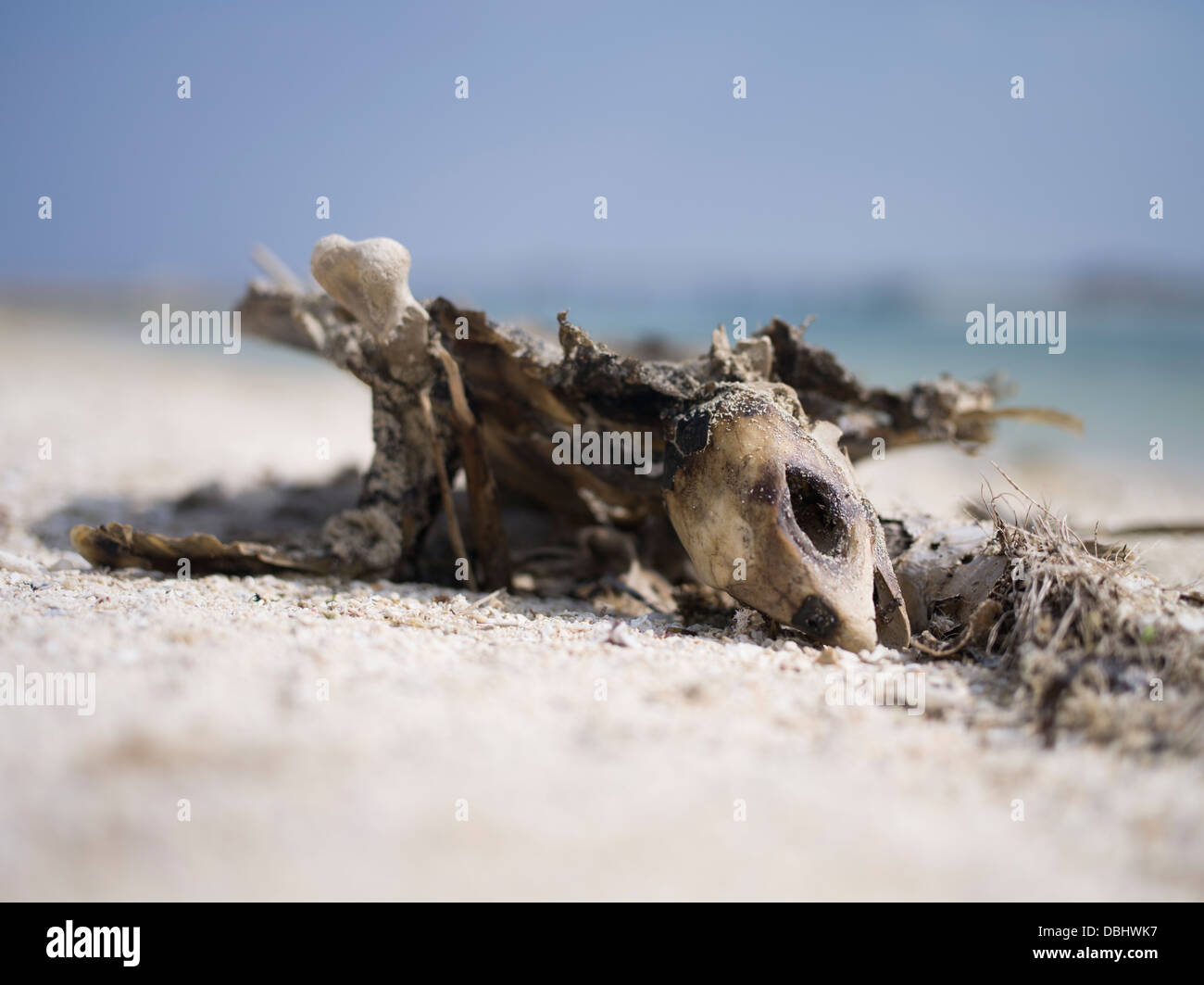 Turtle skeleton on the beach, Kume Island, Okinawa, Japan Stock Photo ...