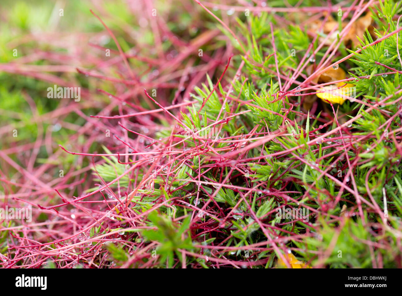 Common Dodder; Cuscuta epithymum; on Gorse; Summer; UK Stock Photo - Alamy