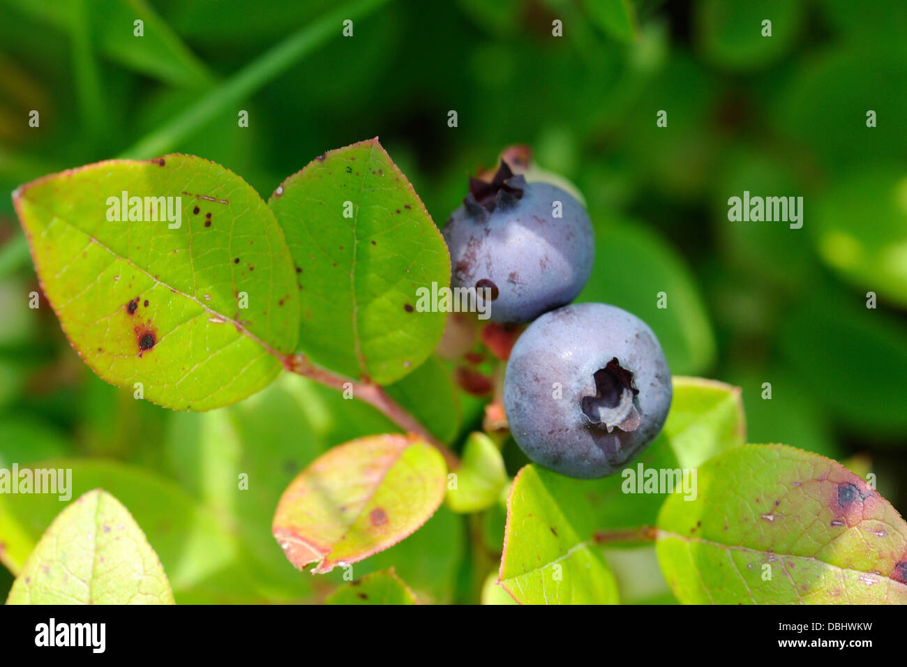 Blueberries are a widely planted small fruit, with the bushes providing ...