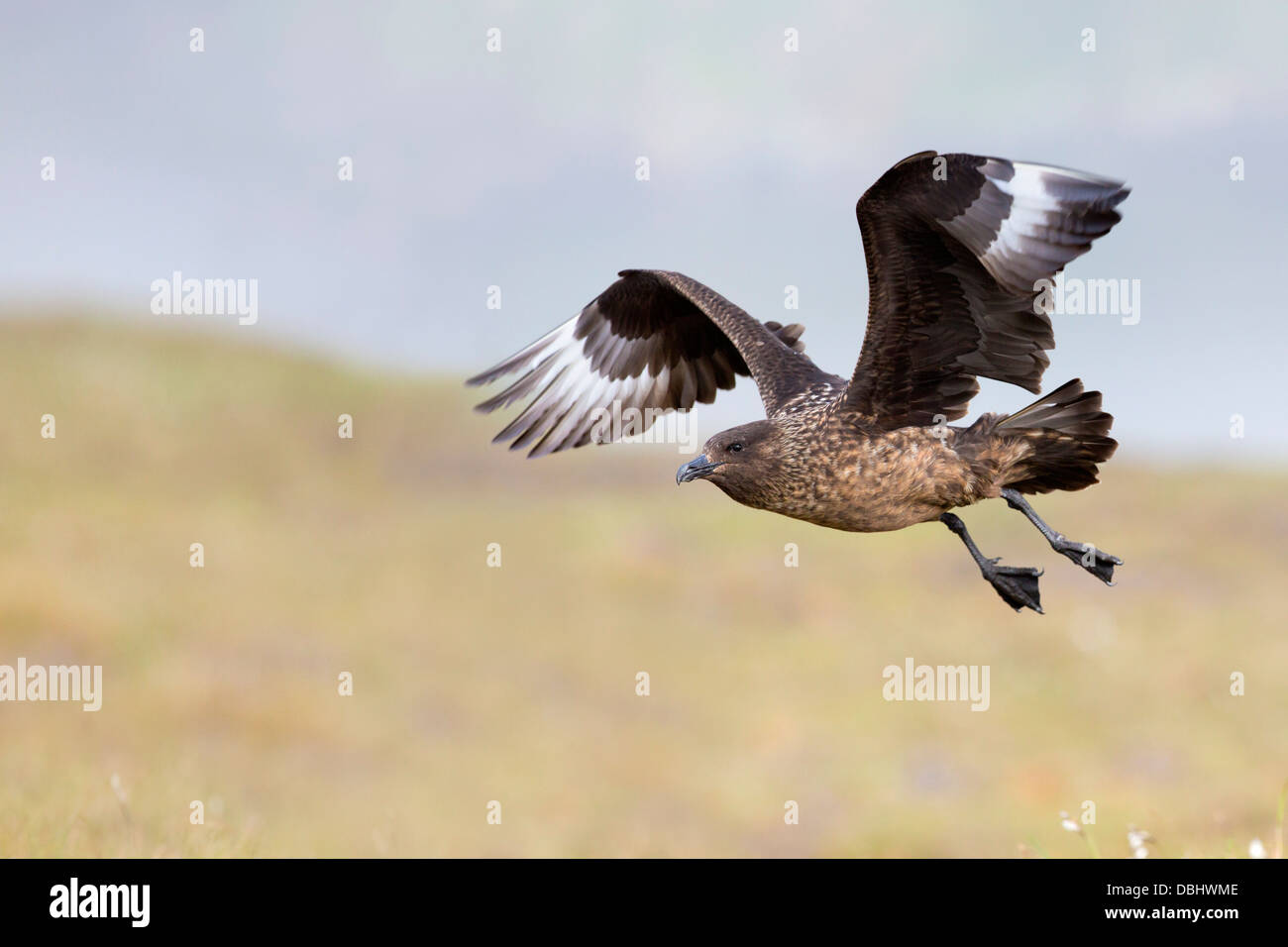 Great Skua; Stercorarius skua; Flight; Shetland; UK Stock Photo - Alamy