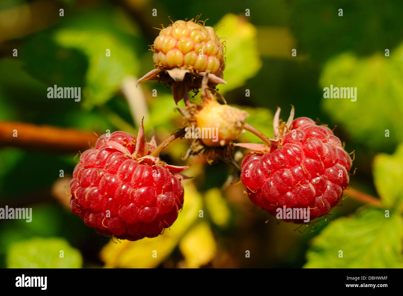Red crop hi-res stock photography and images - Alamy