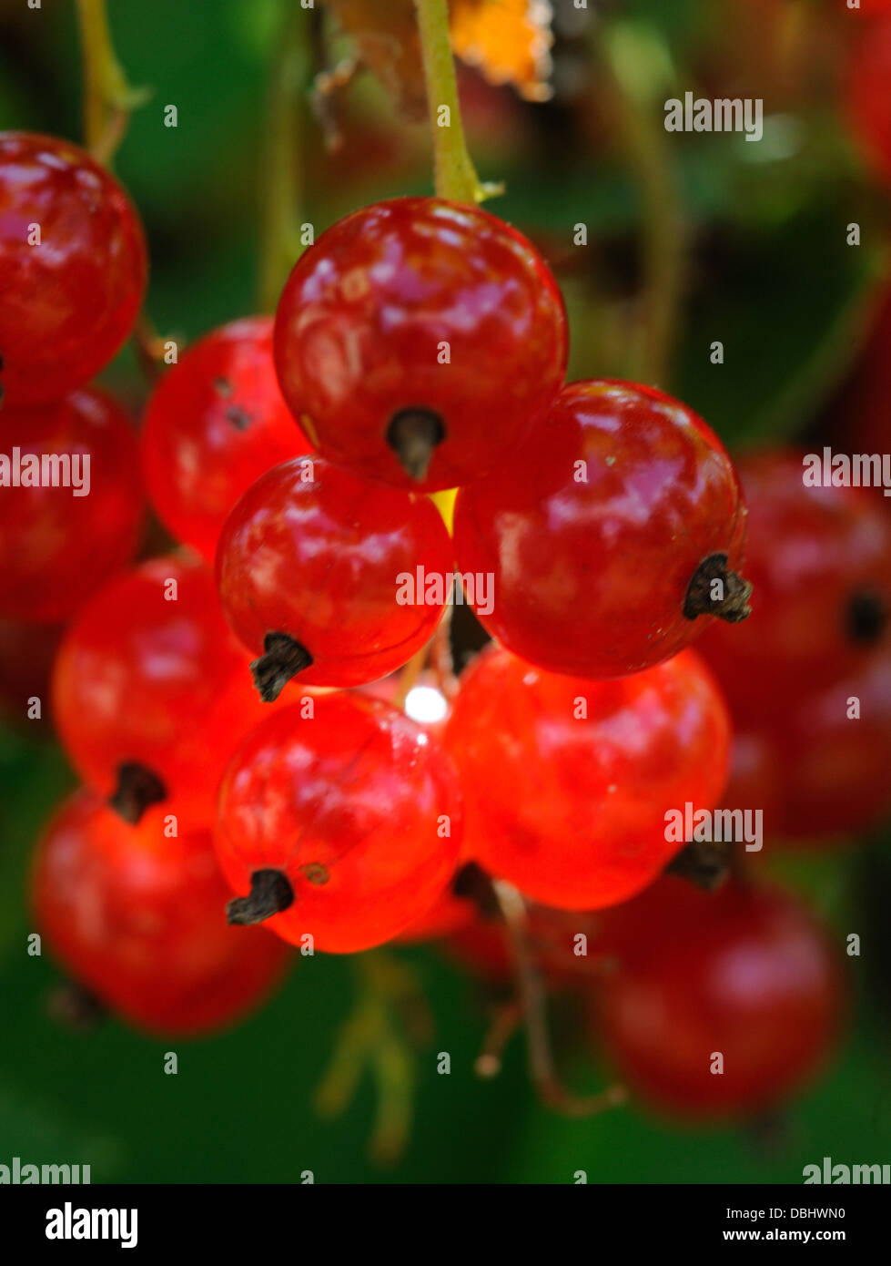 Ribes rubrum fruit hi-res stock photography and images - Alamy