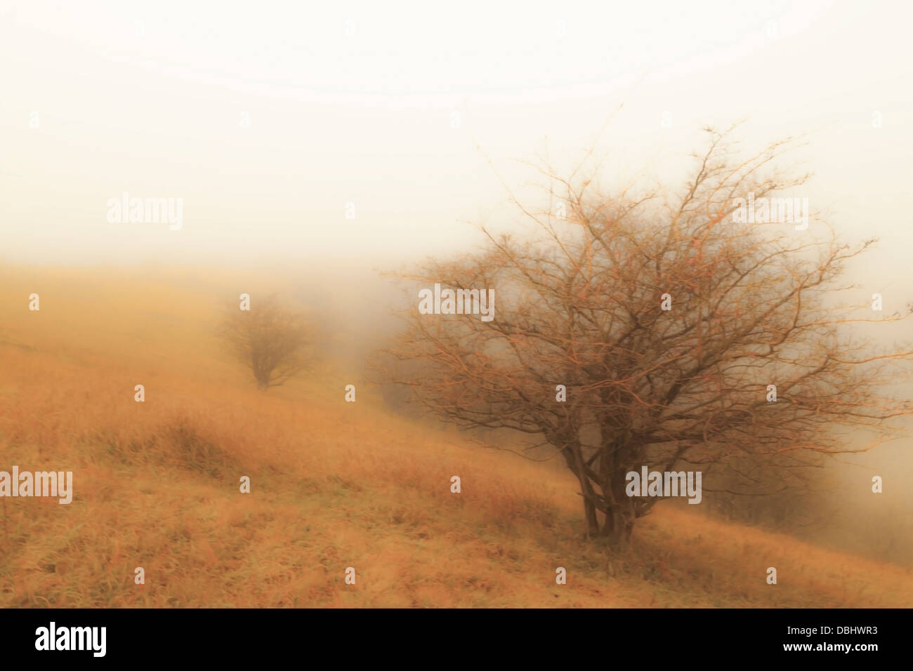 Fog tree hi-res stock photography and images - Alamy