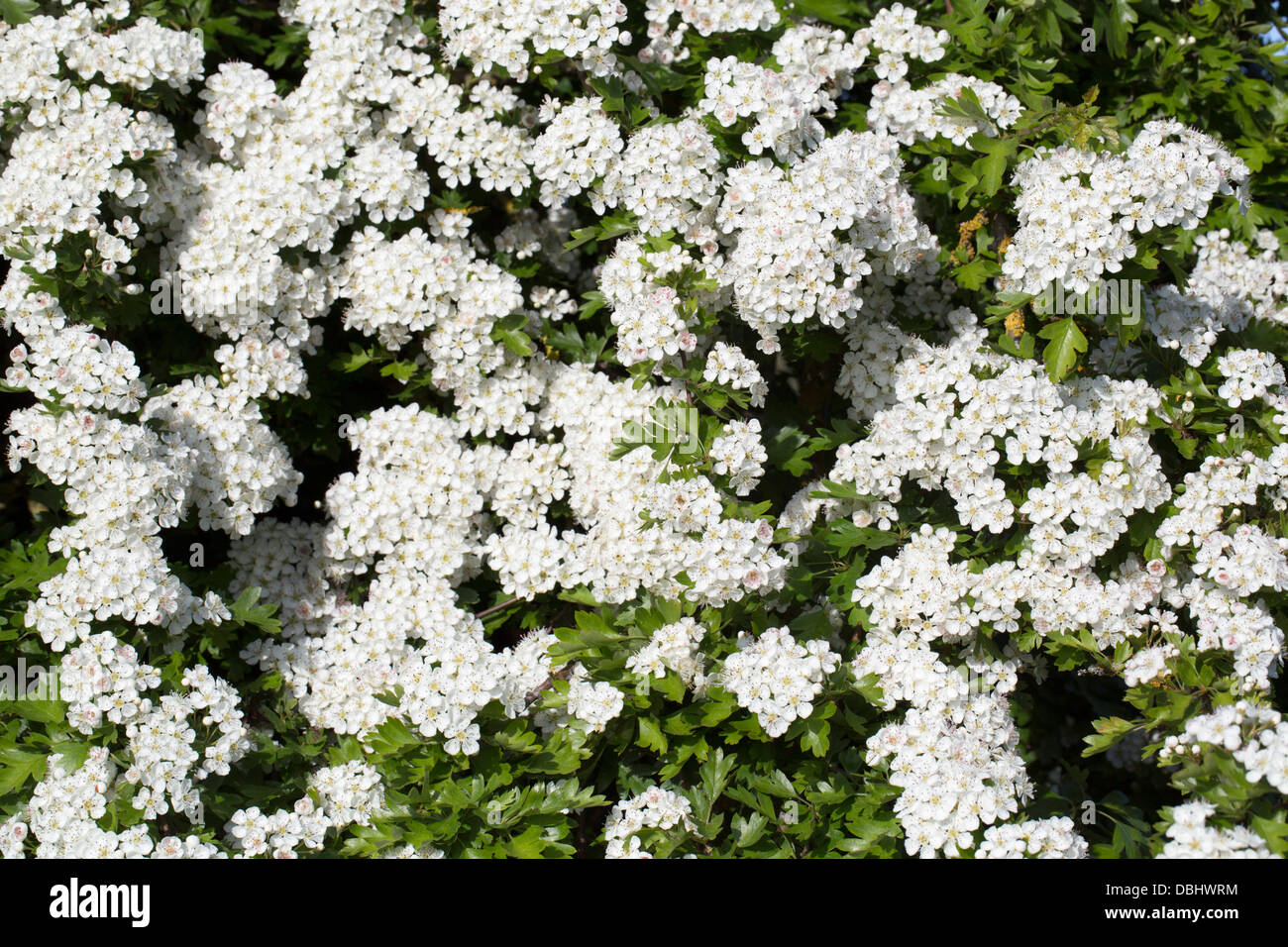 Hawthorn; Crategus monogyna; Spring; UK Stock Photo - Alamy