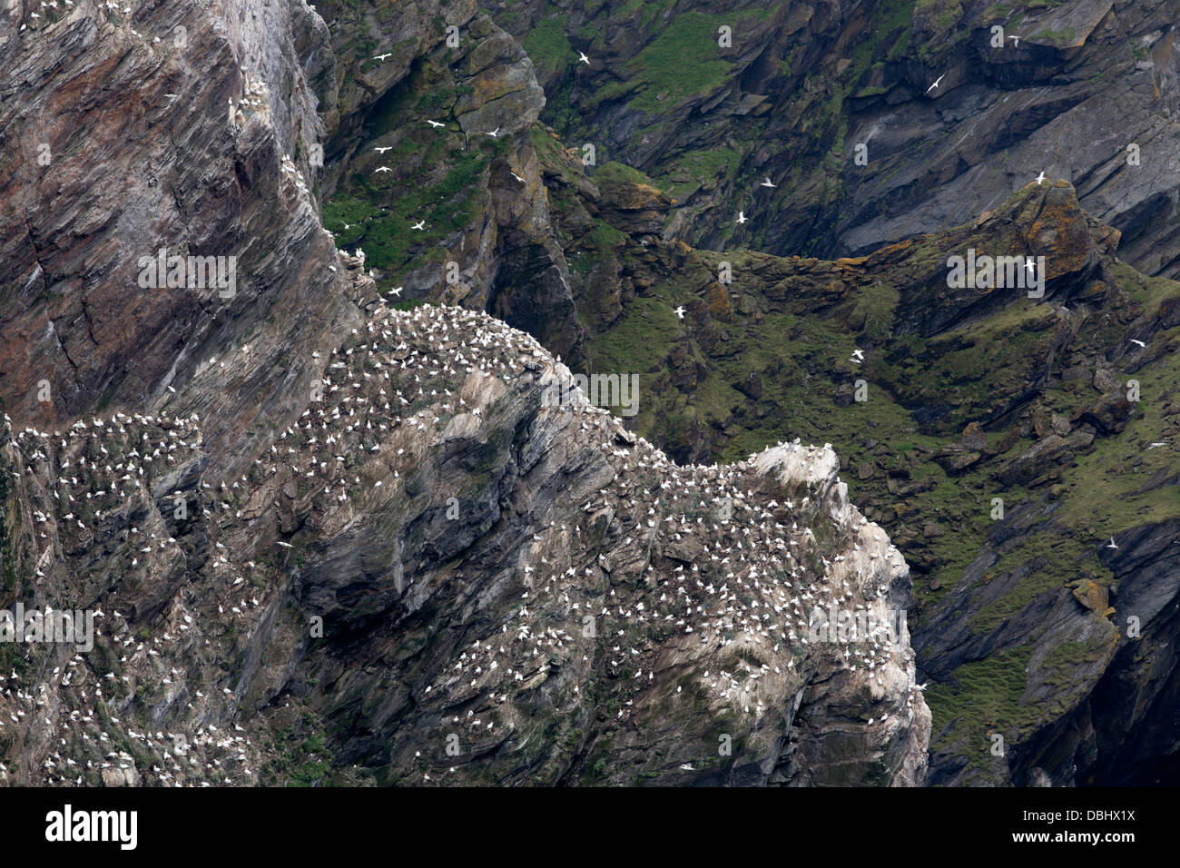 Hermaness Cliffs; Unst; Shetland; UK Stock Photo - Alamy