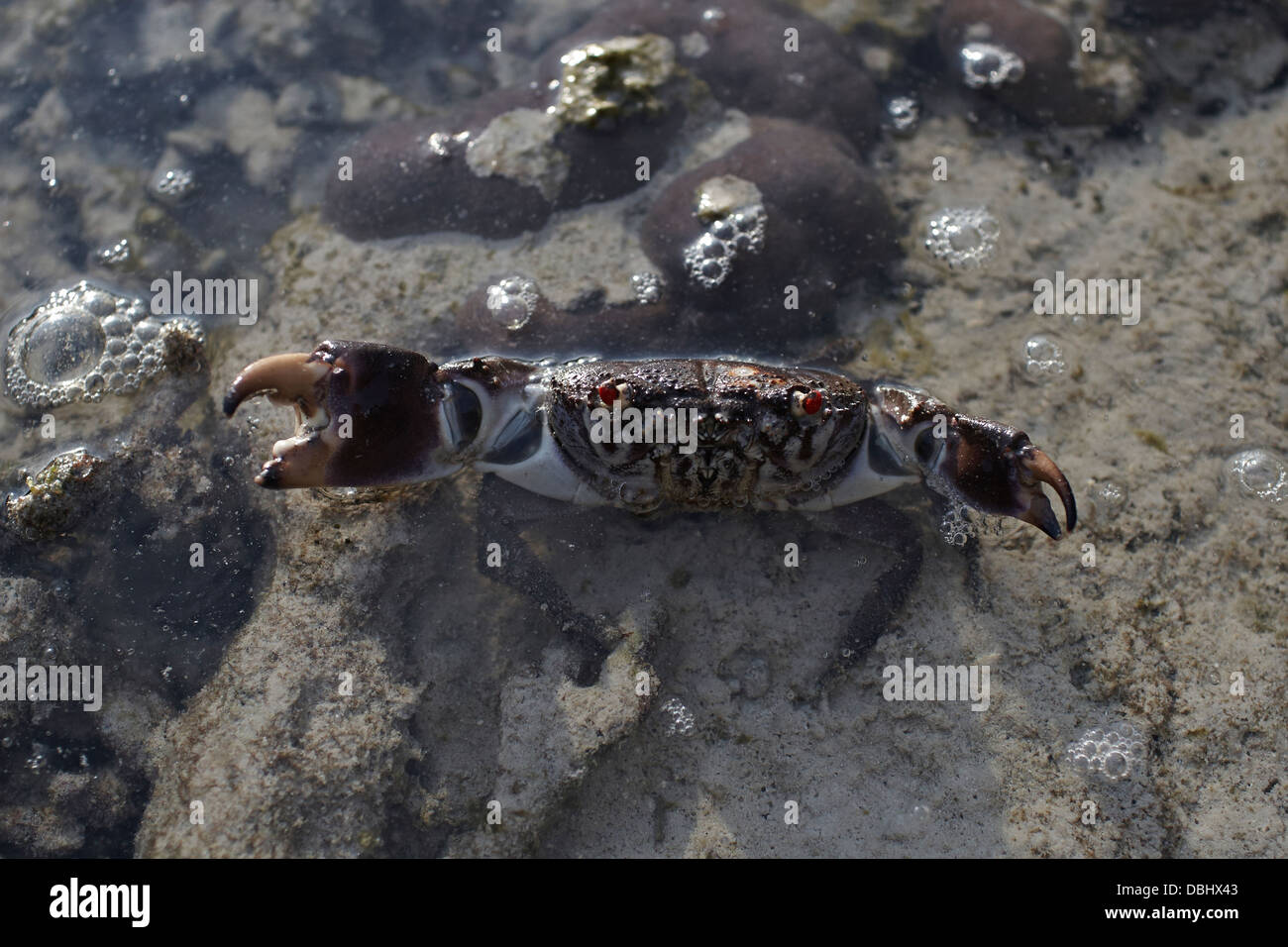Crab on the coral Stock Photo - Alamy