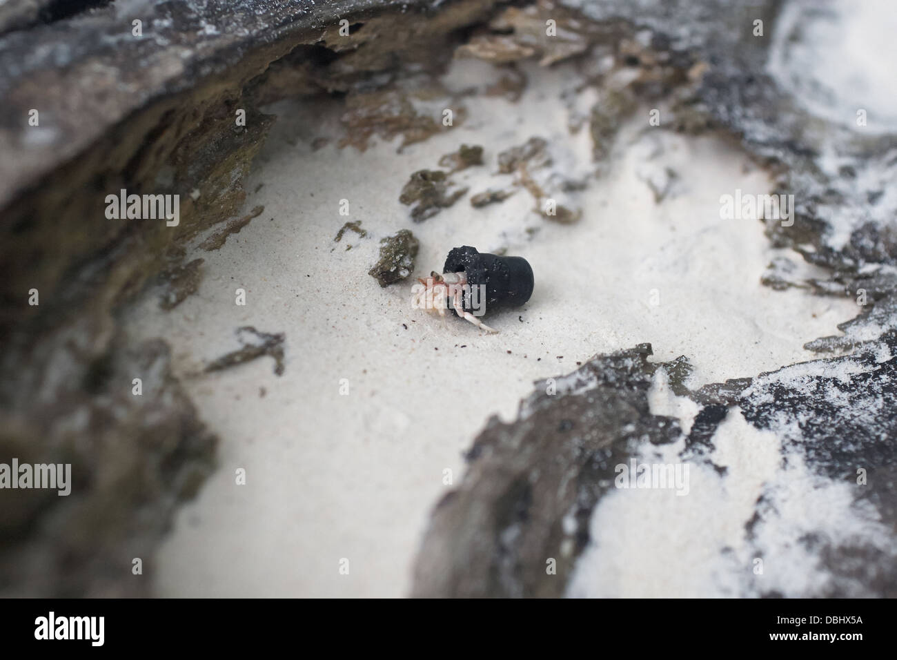 Safety fauna hi-res stock photography and images - Alamy