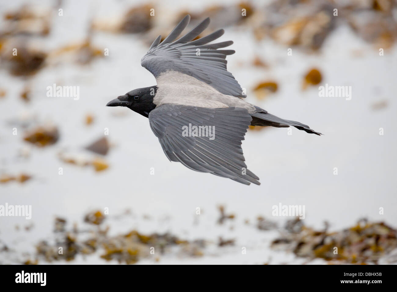 Hooded crow uk hi-res stock photography and images - Alamy