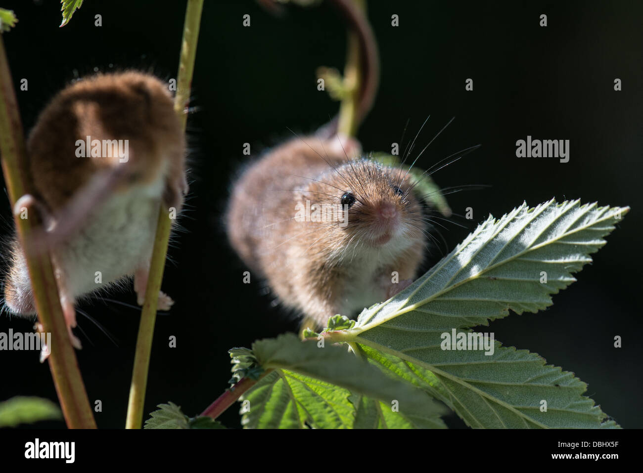 Hedgerows with mice hi-res stock photography and images - Alamy