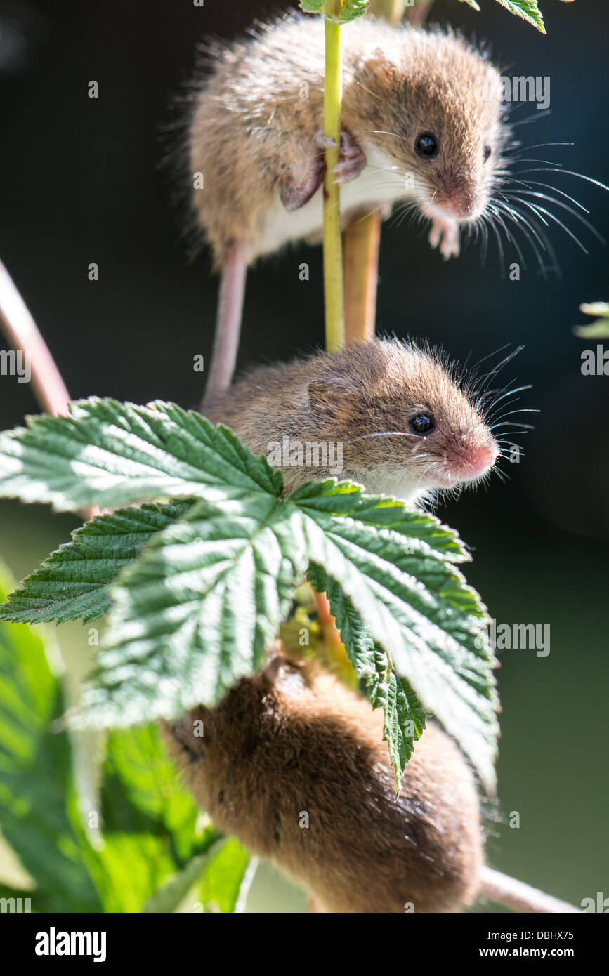 Hedgerows with mice hi-res stock photography and images - Alamy