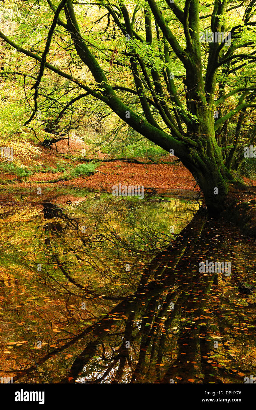 Beech tree and reflection. Lewesdon Hill, Dorset, UK Stock Photo - Alamy