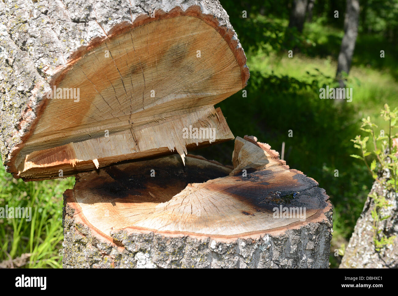 Timber felling hi-res stock photography and images - Alamy