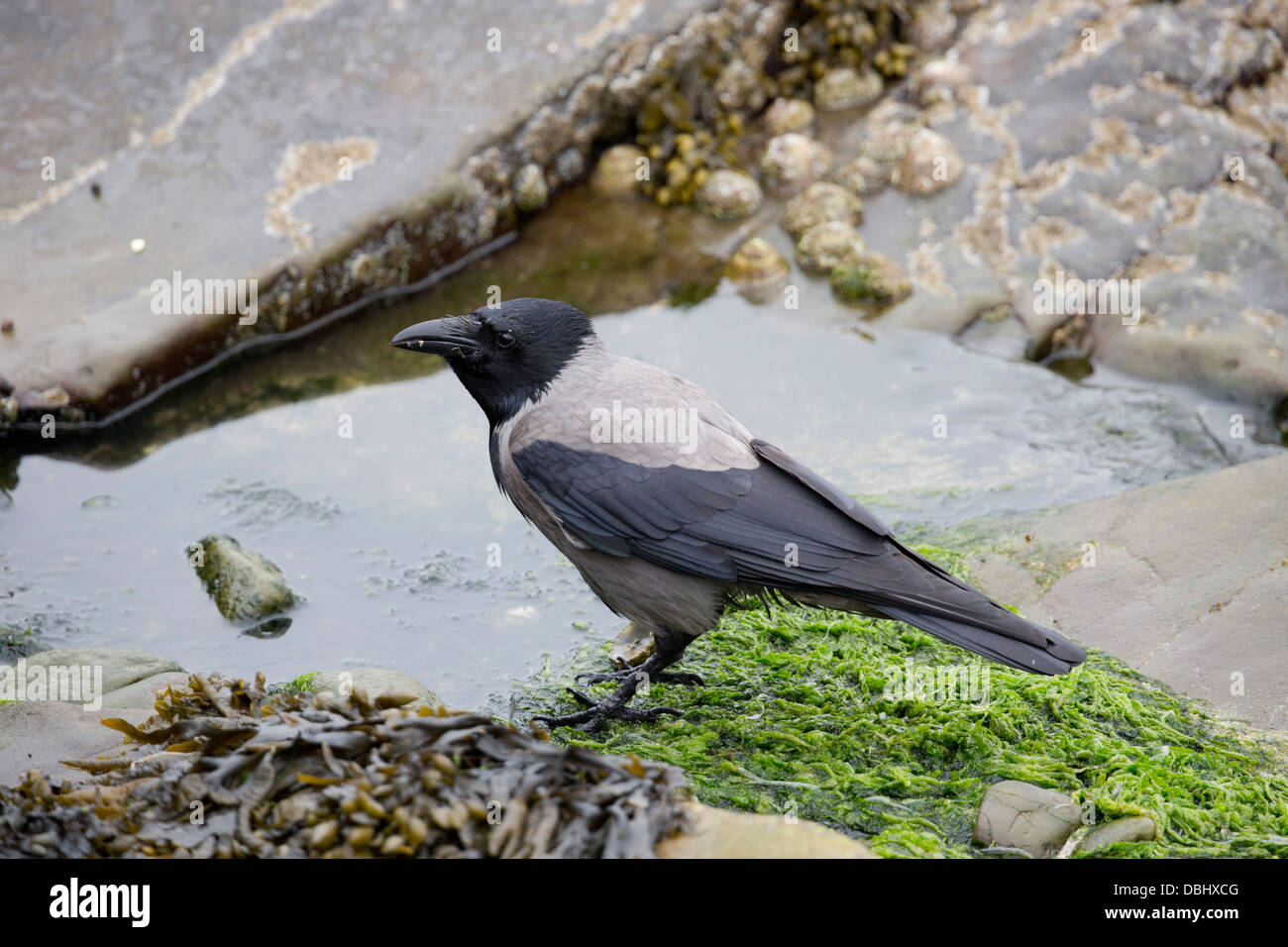 Hooded crow hi-res stock photography and images - Alamy