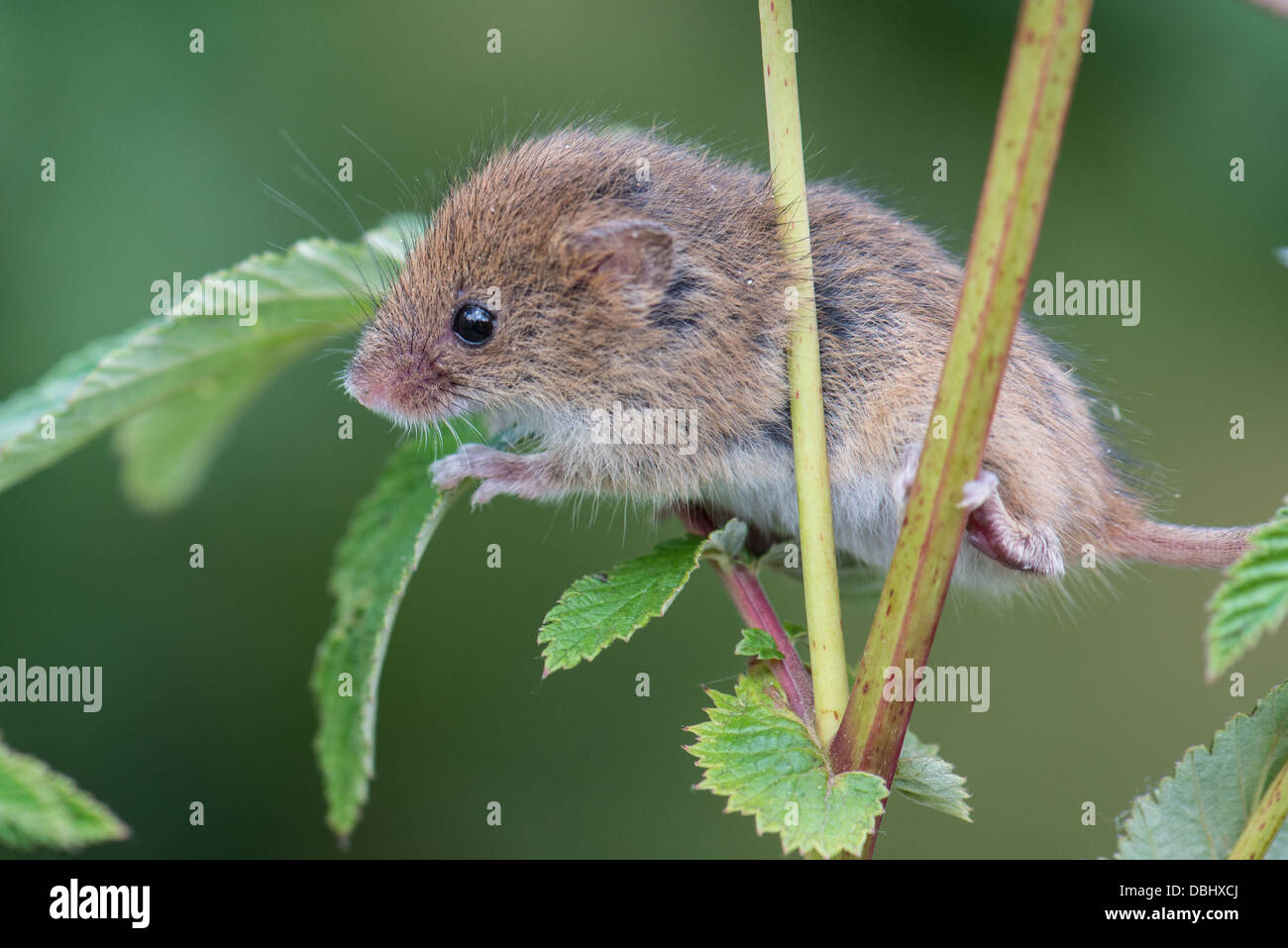 Harvest mouse stalk hi-res stock photography and images - Alamy