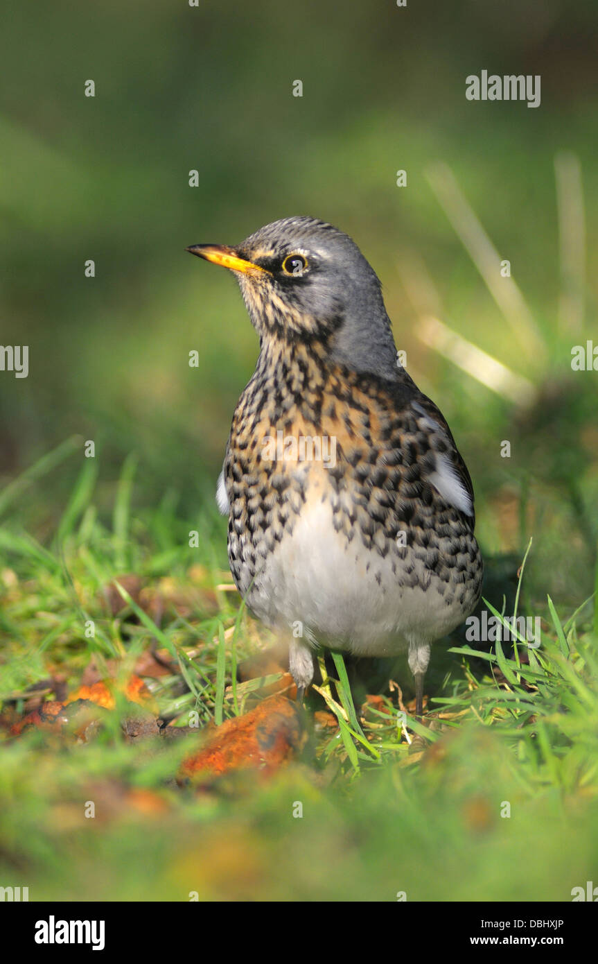 Female Thrush Bird Usa