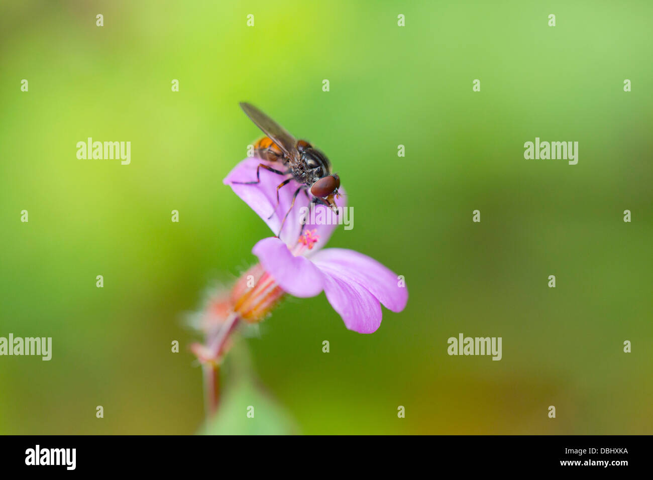 Rhingia campestris hi-res stock photography and images - Alamy