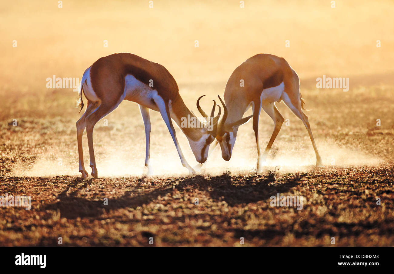 Springbok dual in dust - Kalahari desert - South Africa Stock Photo - Alamy
