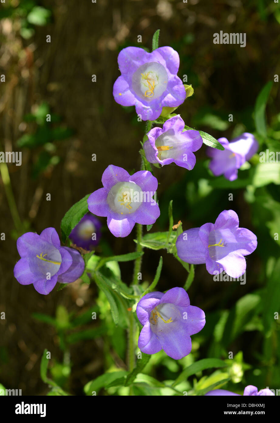 Harebell hi-res stock photography and images - Alamy