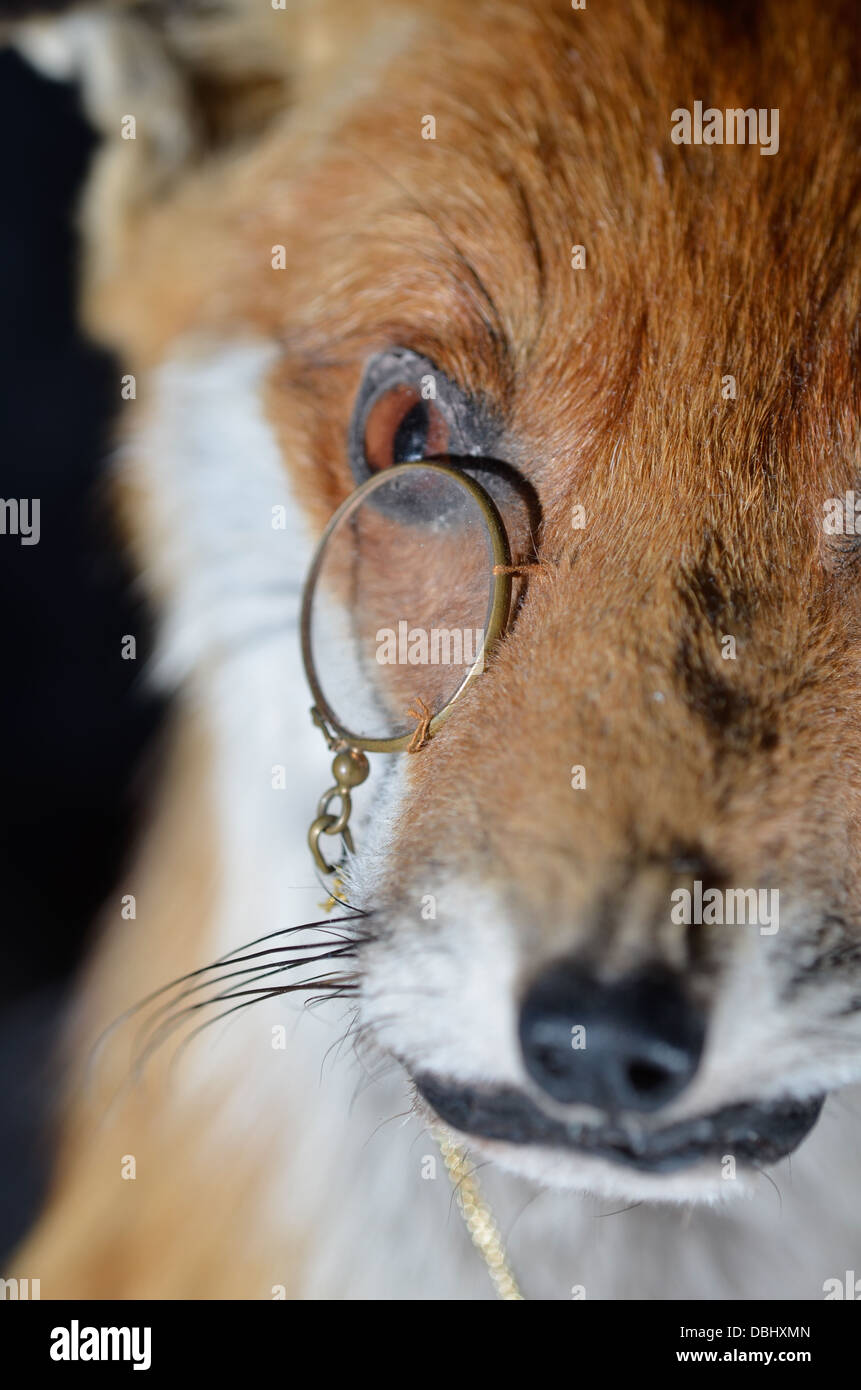 stuffed fox with monocle Stock Photo - Alamy