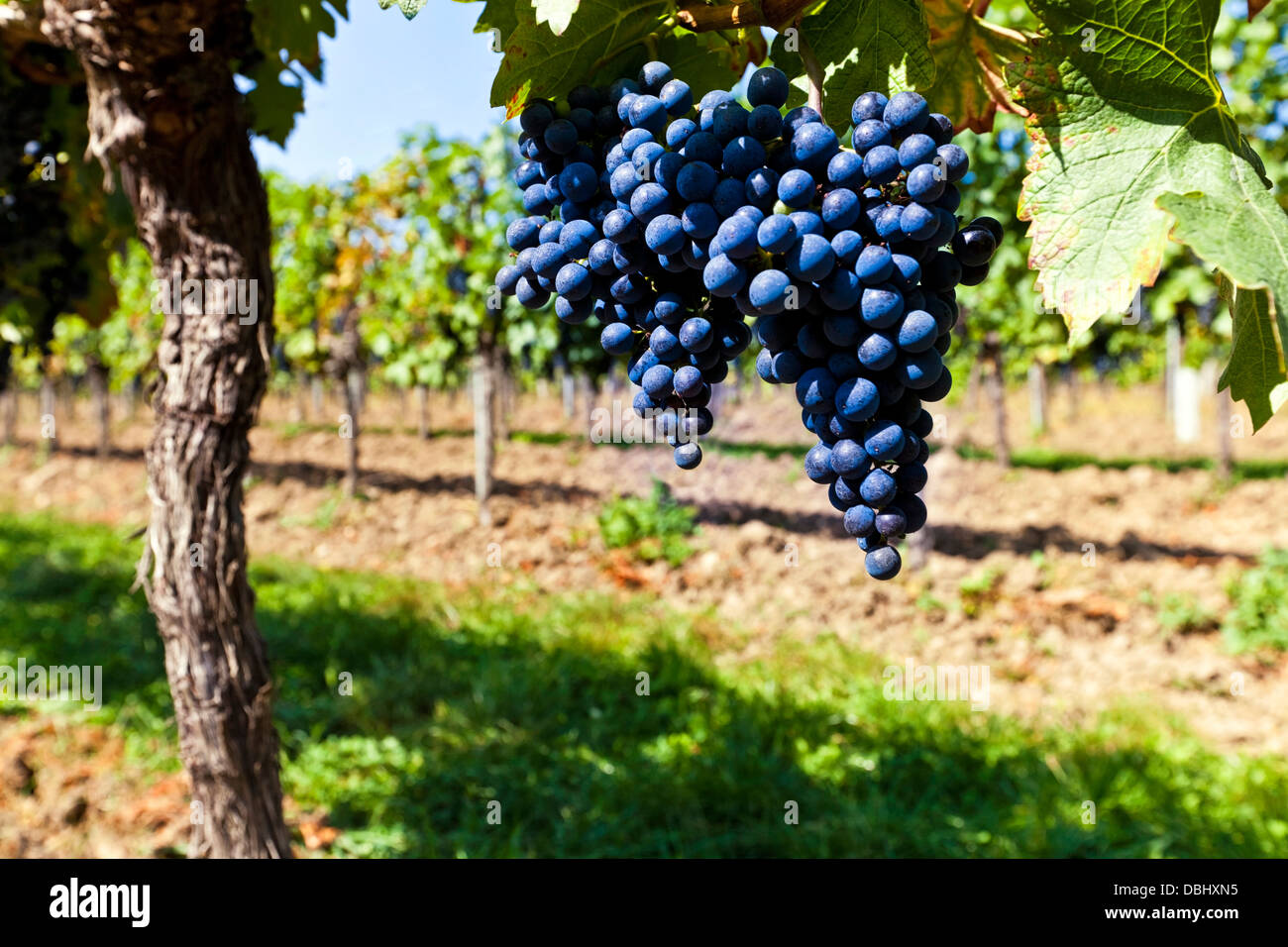 Red grapes in sunlight with vineyard background Stock Photo - Alamy
