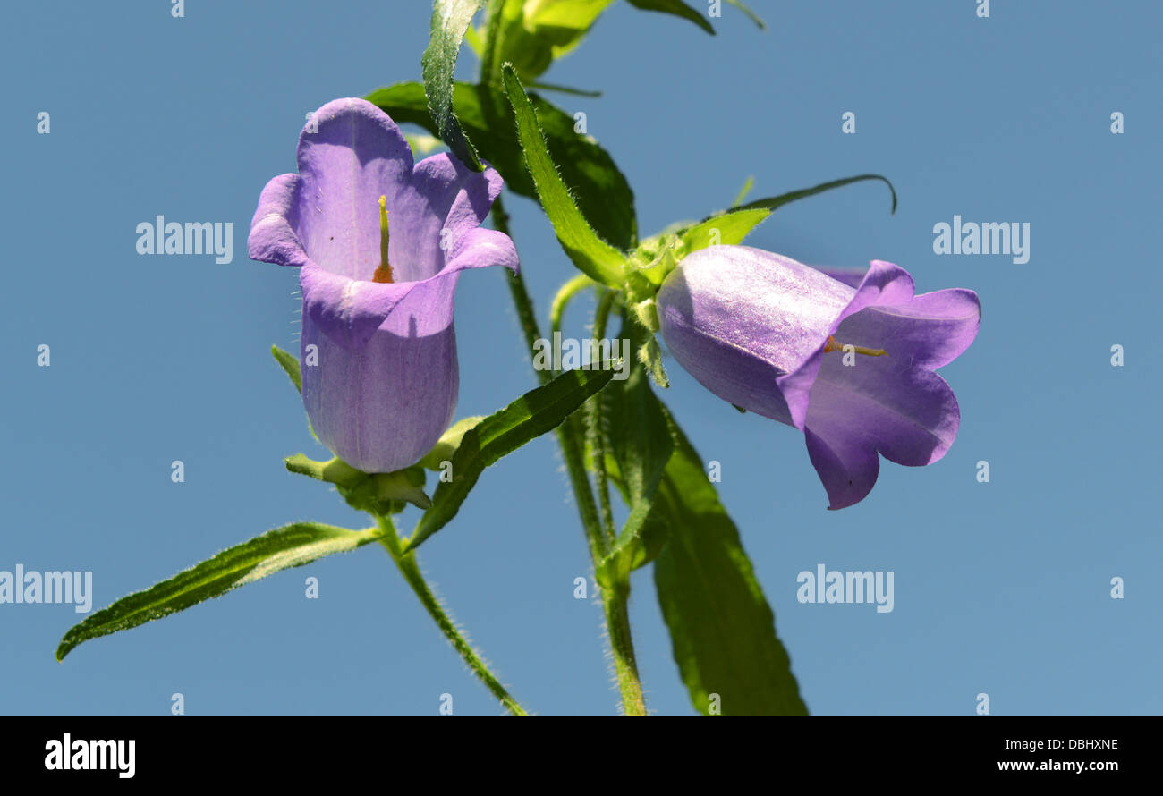 Harebell hi-res stock photography and images - Alamy