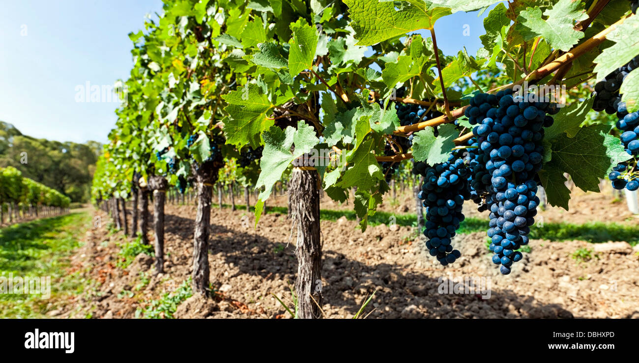 Red grapes in sunlight with vineyard background Stock Photo - Alamy