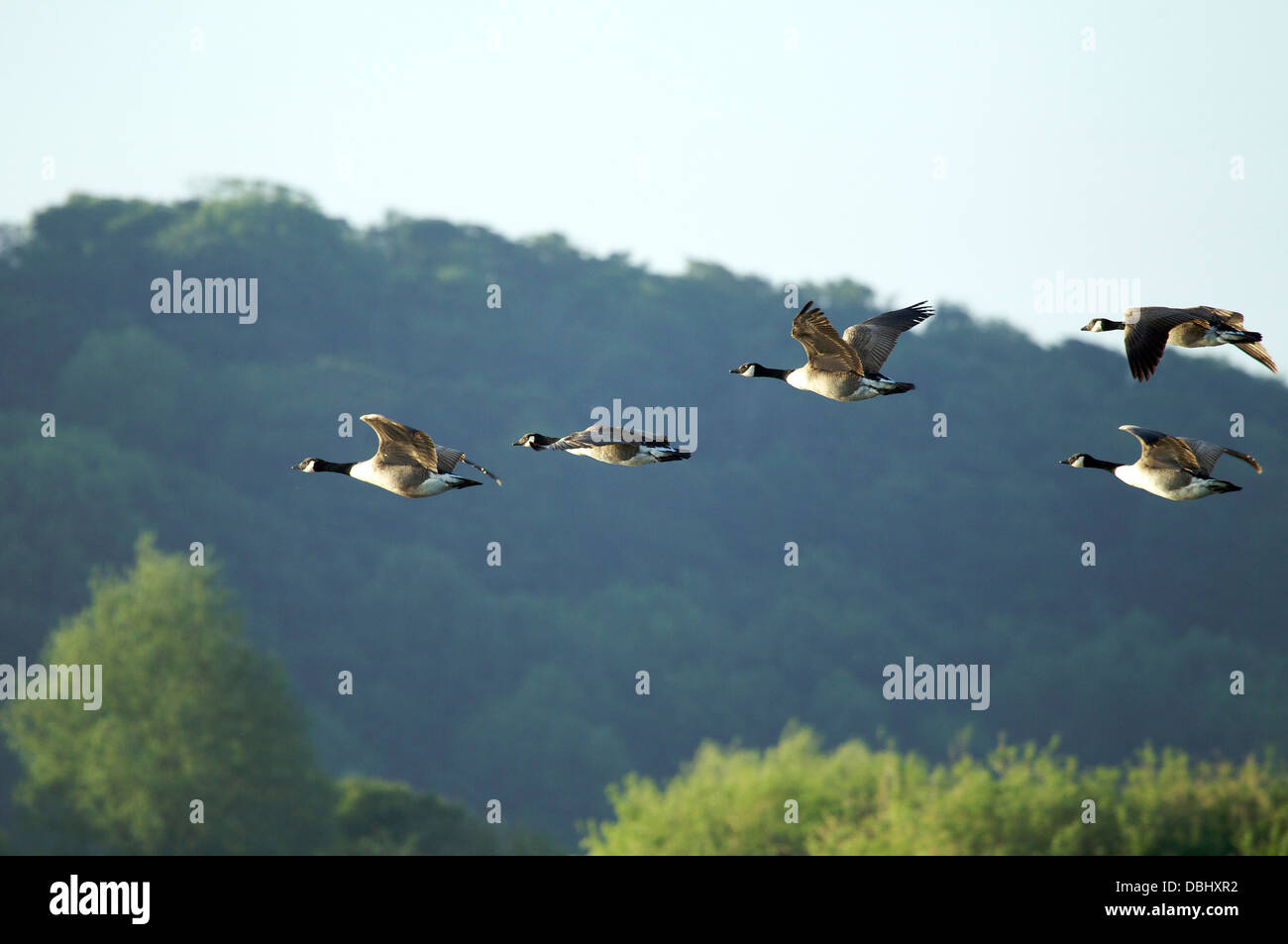 Canada geese in flight Stock Photo - Alamy