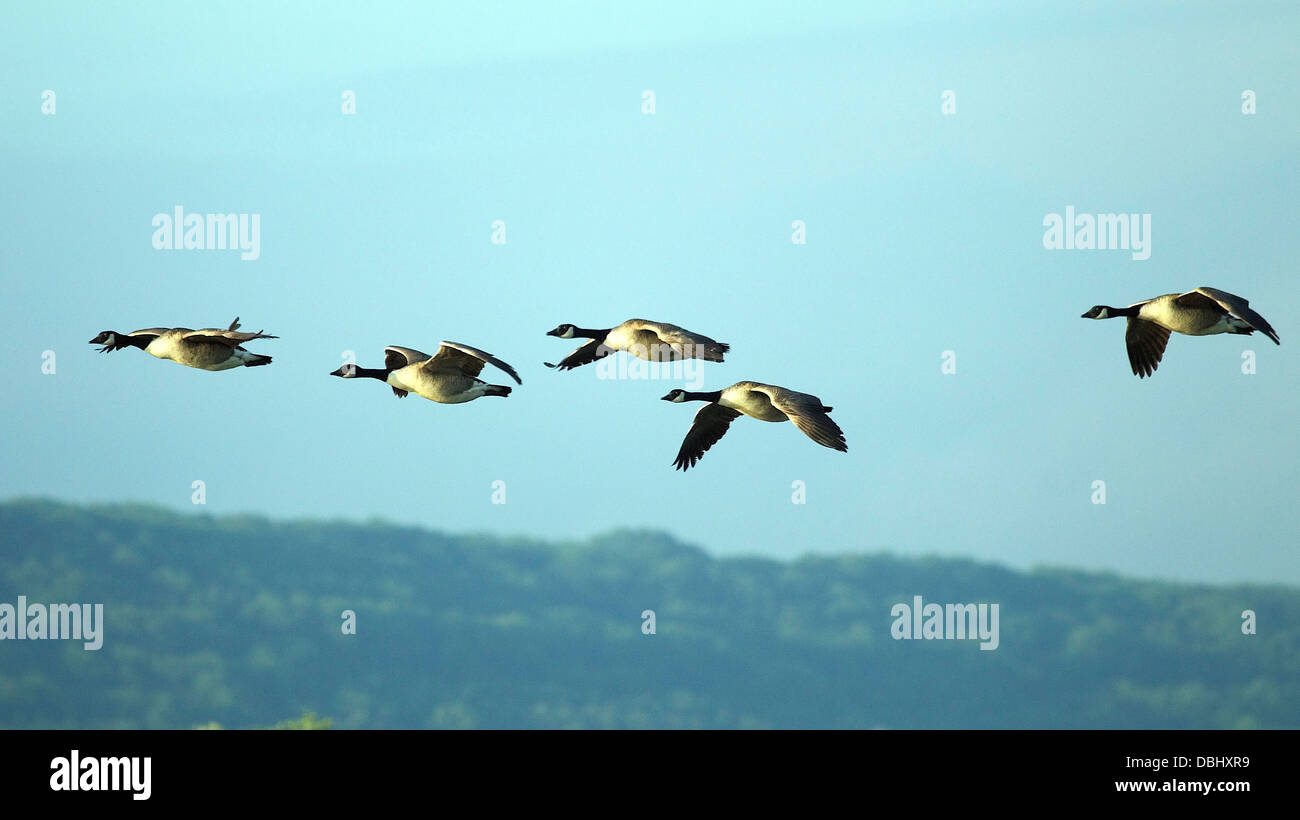 Canada geese in flight Stock Photo - Alamy