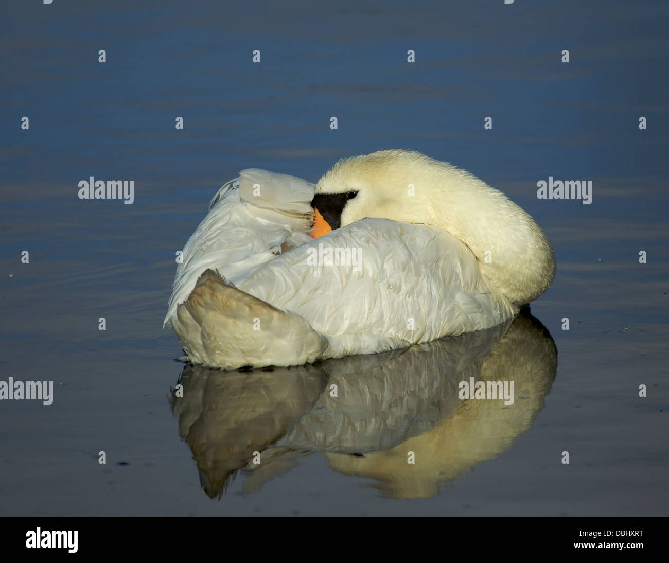 mute swan sleeping Stock Photo - Alamy