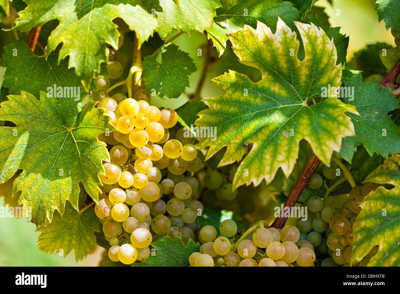 White grapes in sunlight with vineyard background Stock Photo - Alamy
