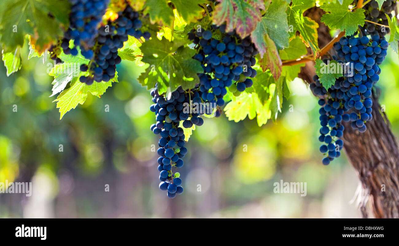 Red grapes in sunlight with vineyard background Stock Photo - Alamy