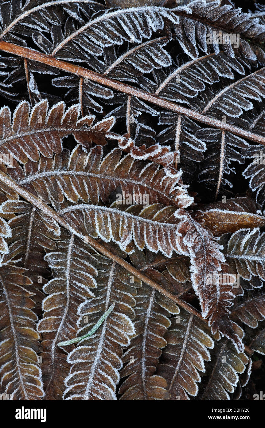 Frosted ferns hi-res stock photography and images - Alamy