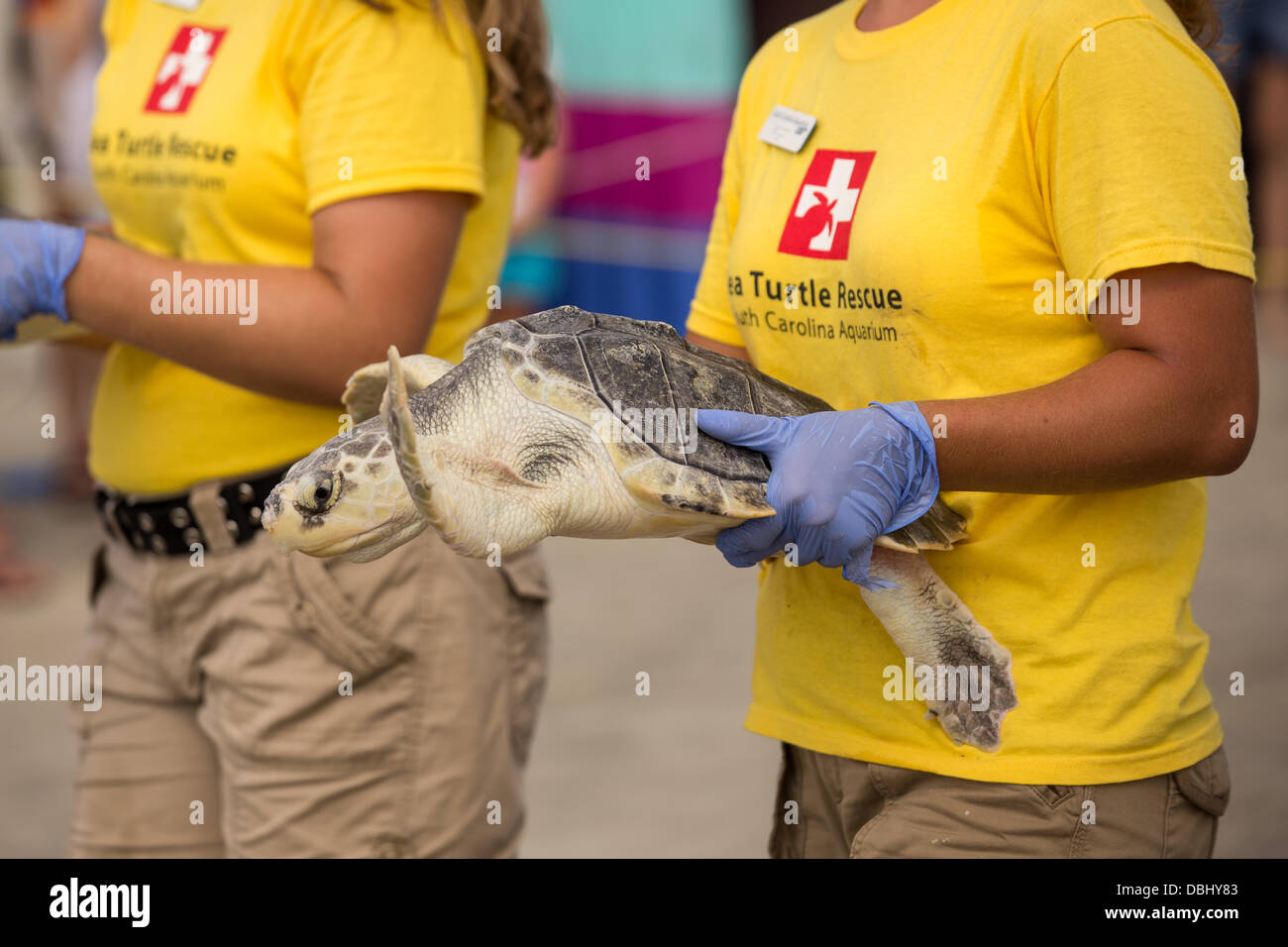 Marine biologist hi-res stock photography and images - Alamy