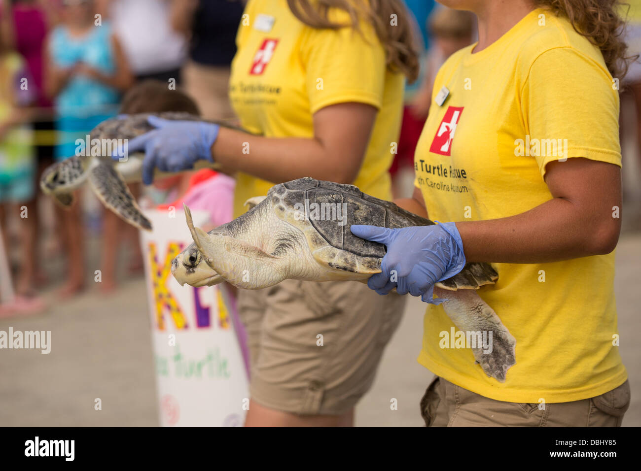 A marine biologist from the South Carolina Aquarium Turtle Rescue ...