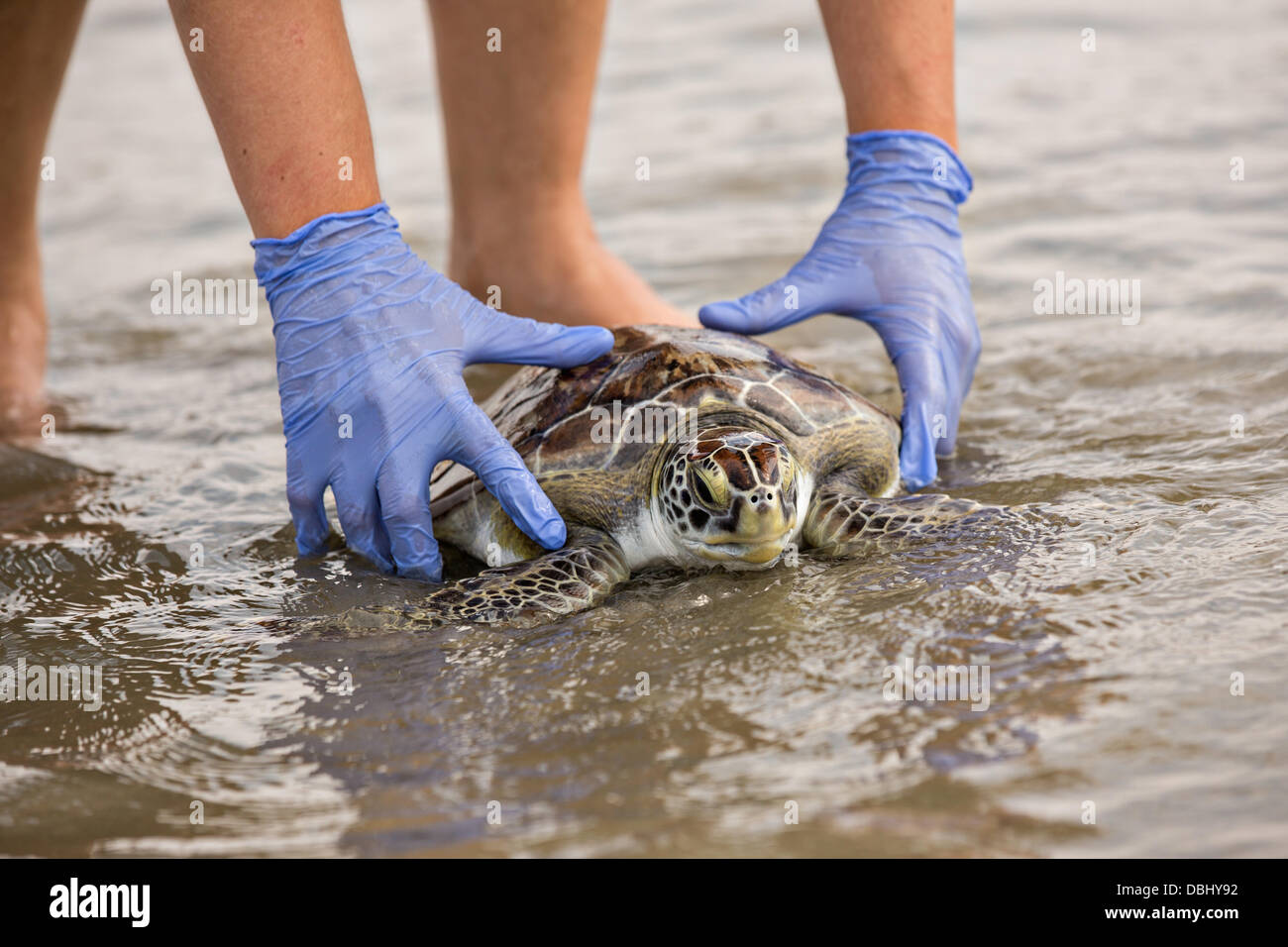 A green sea turtle rescued by the South Carolina Aquarium Turtle Rescue ...