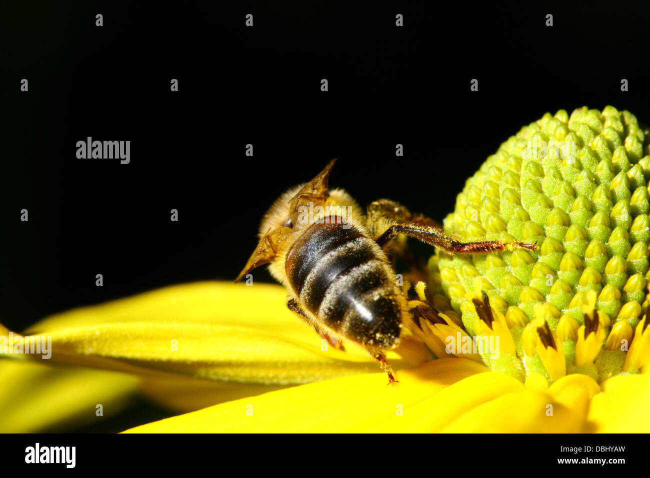 work bee on yellow flower Stock Photo - Alamy
