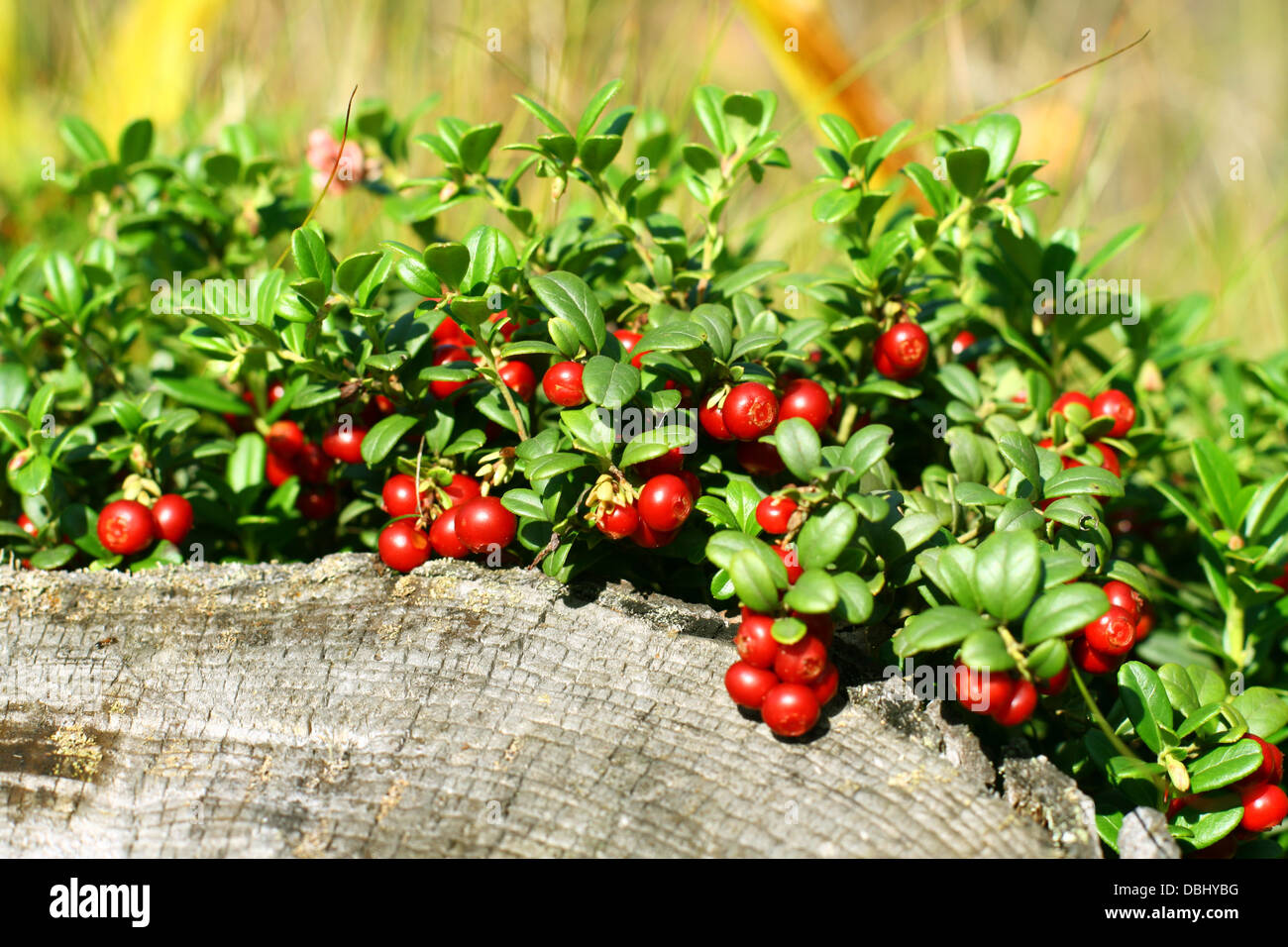 Cowberry on green nature background Stock Photo - Alamy