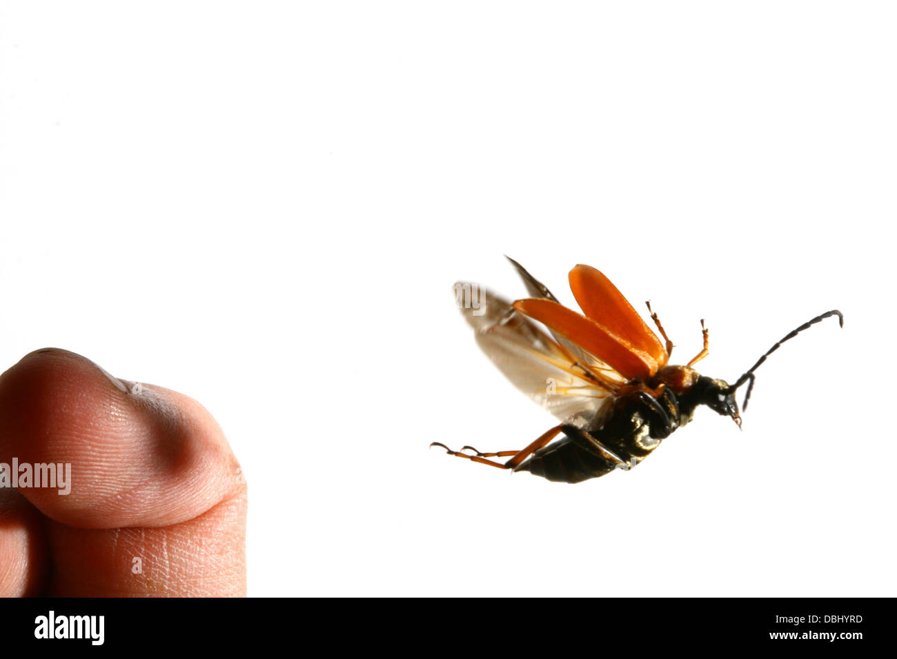 isolated bug on white background fly away Stock Photo - Alamy