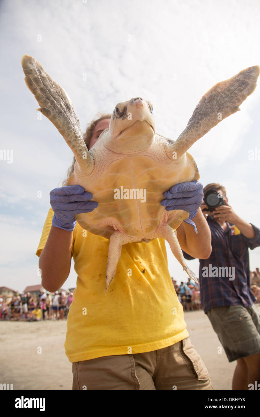 A marine biologist from the South Carolina Aquarium Turtle Rescue ...