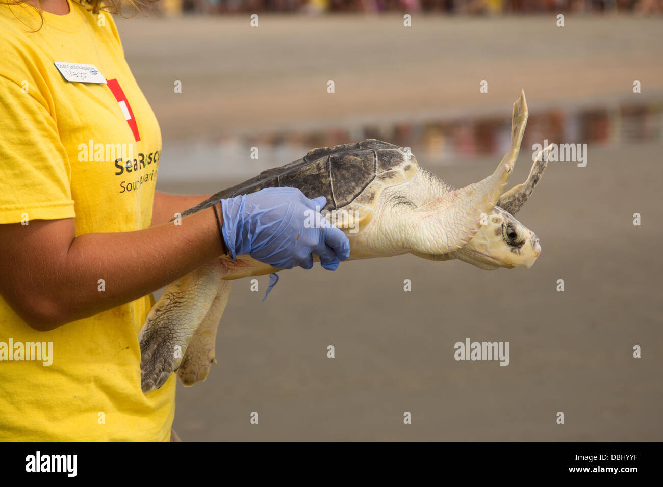 A marine biologist from the South Carolina Aquarium Turtle Rescue ...