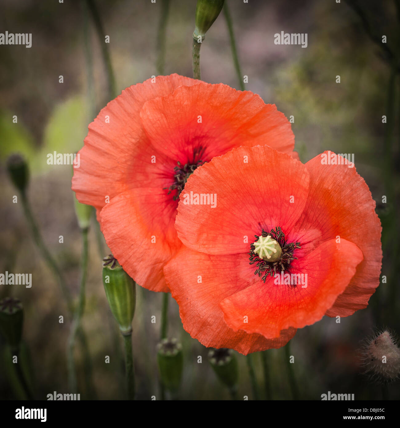 Scottish scotland poppies hi-res stock photography and images - Alamy