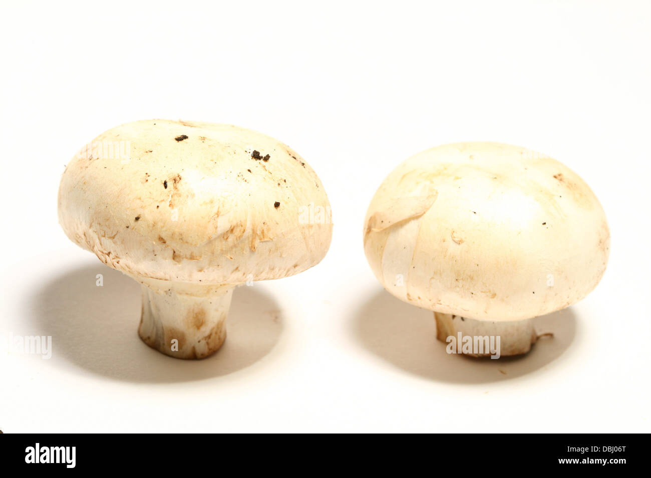 Garden champignon hi-res stock photography and images - Alamy