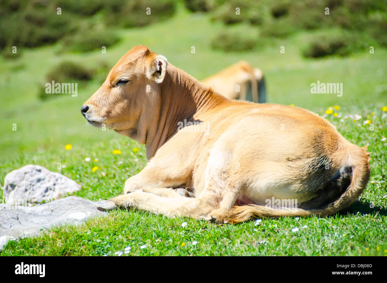 Cow on grass hi-res stock photography and images - Alamy