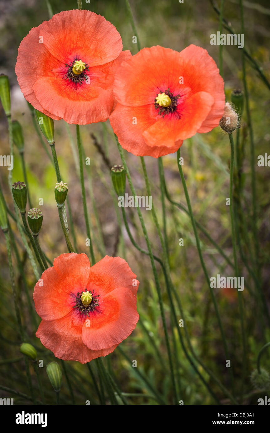 Poppy field poppies scotland hi-res stock photography and images - Alamy