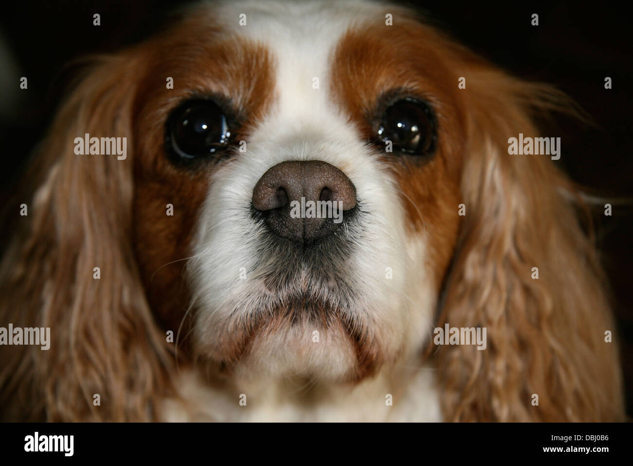 Face of a King Charles Spaniel Stock Photo - Alamy