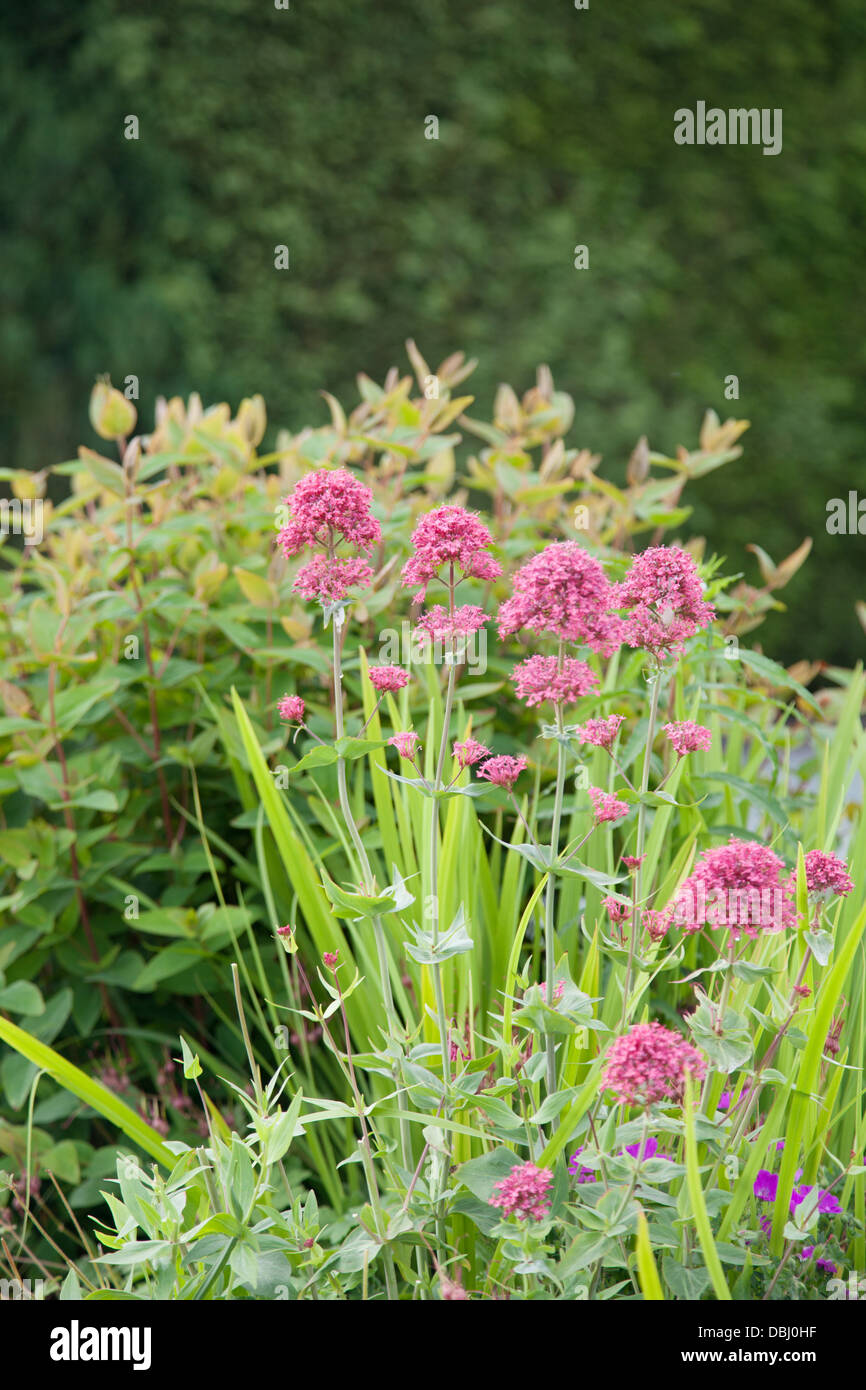 Dark pink flowers of Centranthus ruber with lighter pink flowers Stock ...