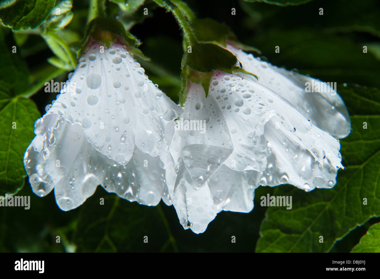 White flowers in rain Stock Photo - Alamy